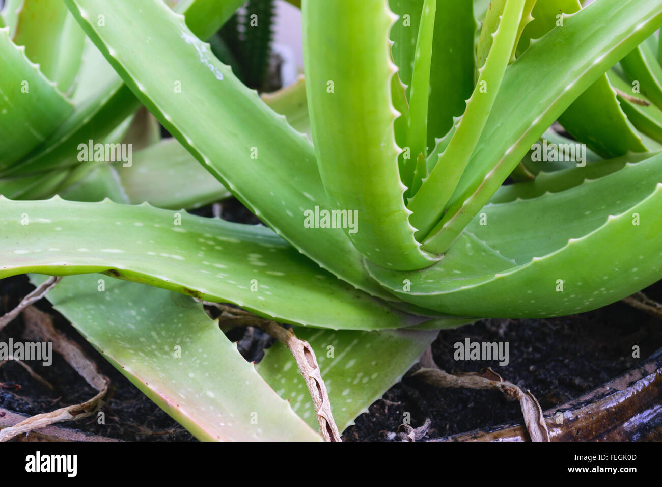 Aloe vera is a gelatinous substance obtained from a kind of aloe, used ...