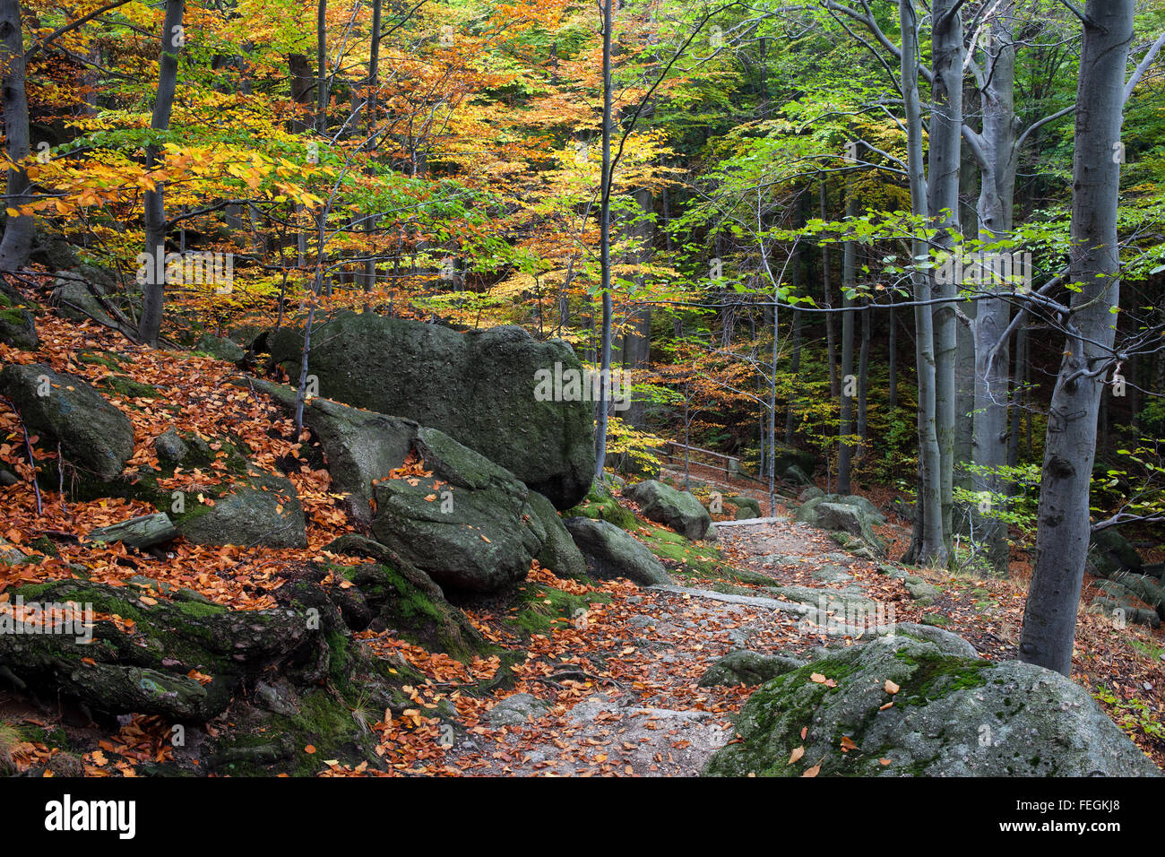Tree forest nature staircase steps hi-res stock photography and images ...