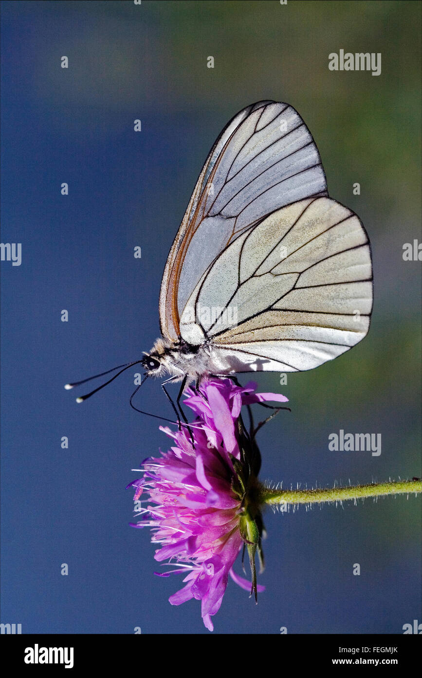 little white butterfly resting in a pink flower and sky Stock Photo - Alamy