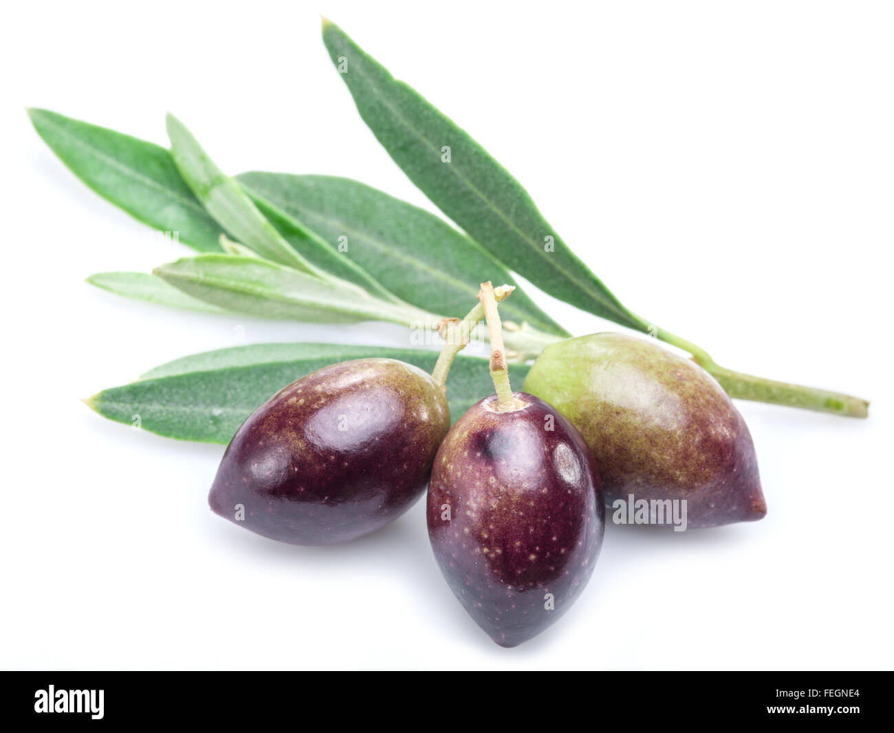 Three fresh olives with leaves on the white background Stock Photo - Alamy