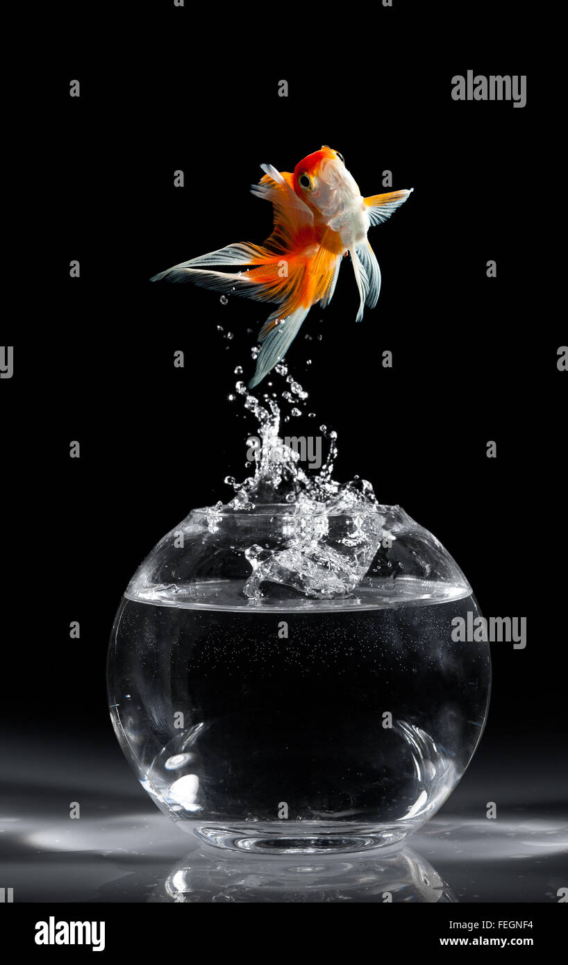 Jumping fish hi-res stock photography and images - Alamy