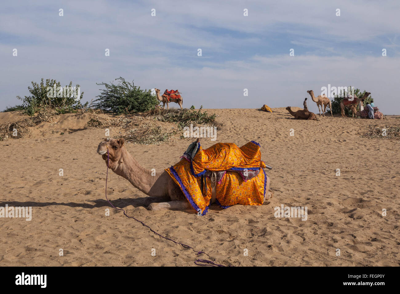 Thar desert animals hi-res stock photography and images - Alamy