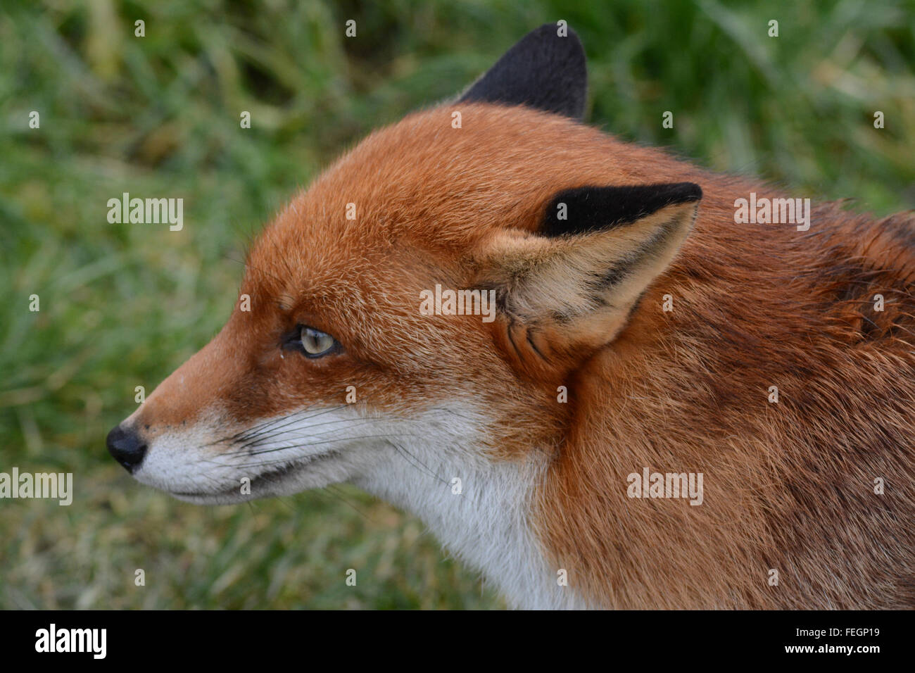Fox (Vulpes vulpes) at British Wildlife Centre, Surrey, England, UK ...