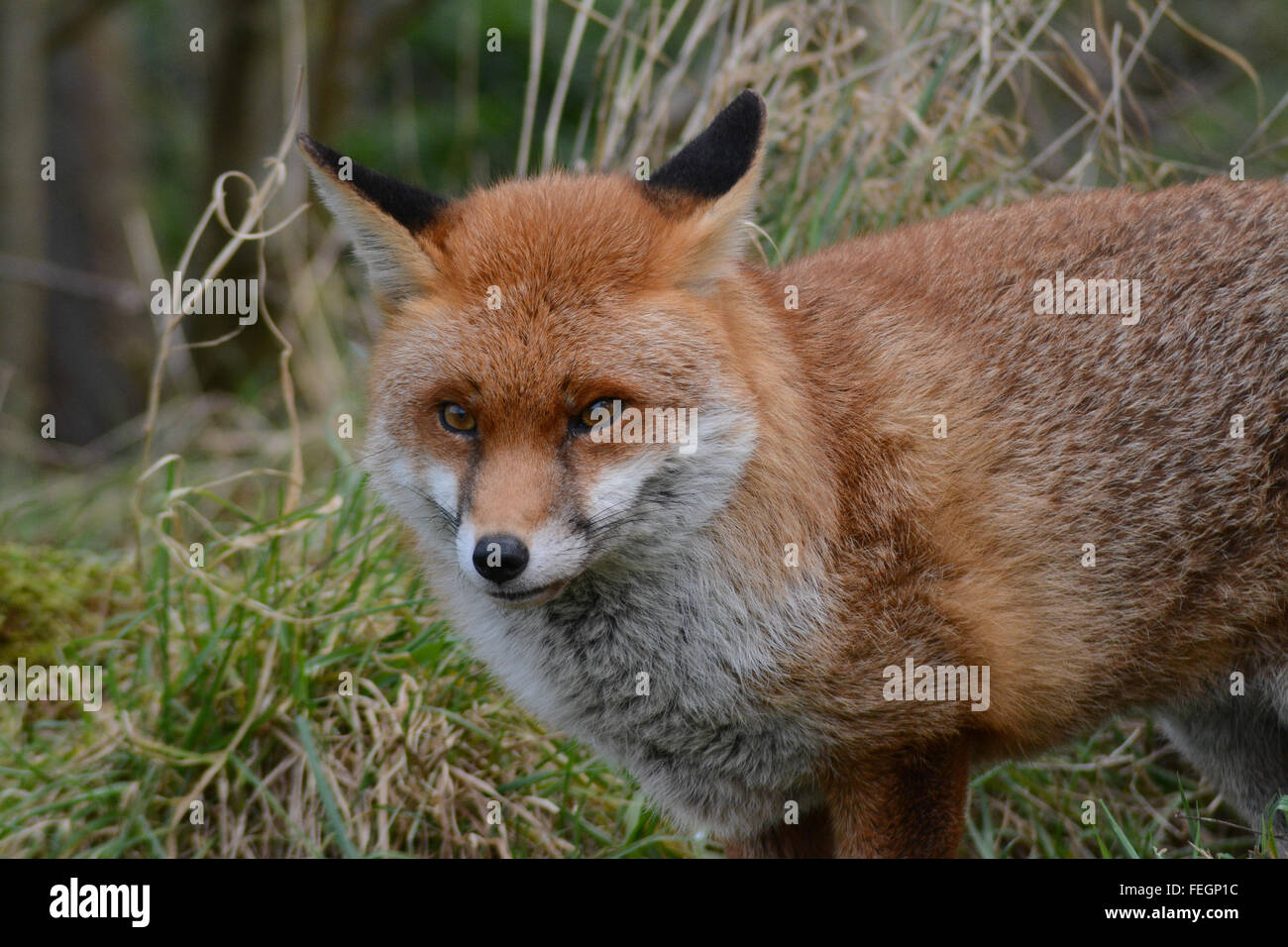 Fox (Vulpes vulpes) at British Wildlife Centre, Surrey, England, UK ...