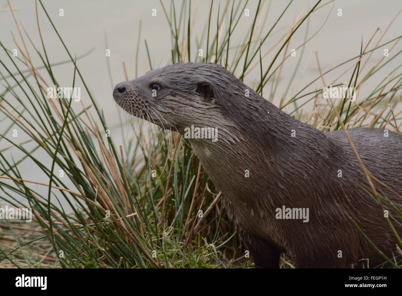 British otter hi-res stock photography and images - Alamy