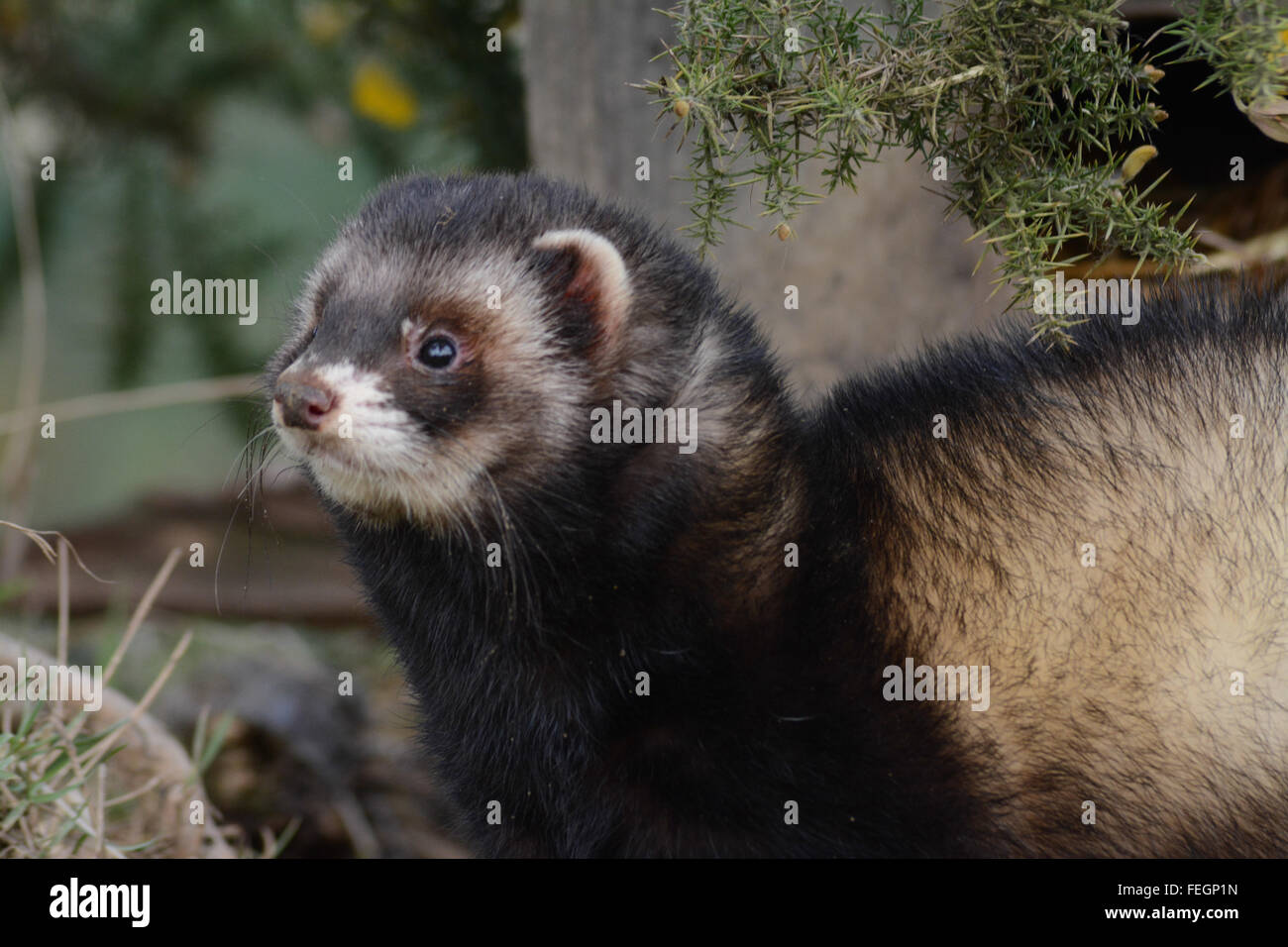 European polecat (Mustela putorius) at British Wildlife Centre, Surrey ...