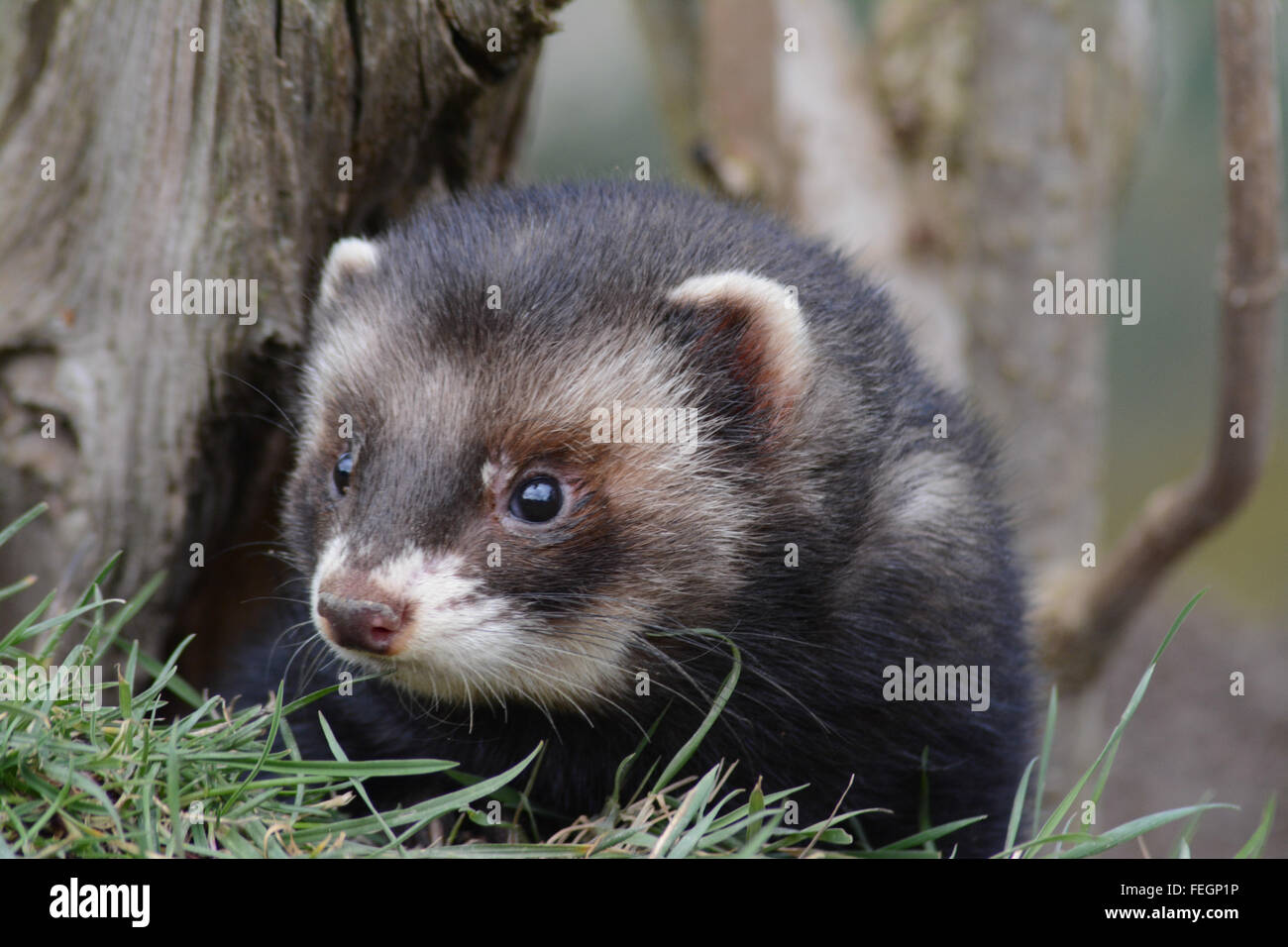 European polecat (Mustela putorius) at British Wildlife Centre, Surrey ...