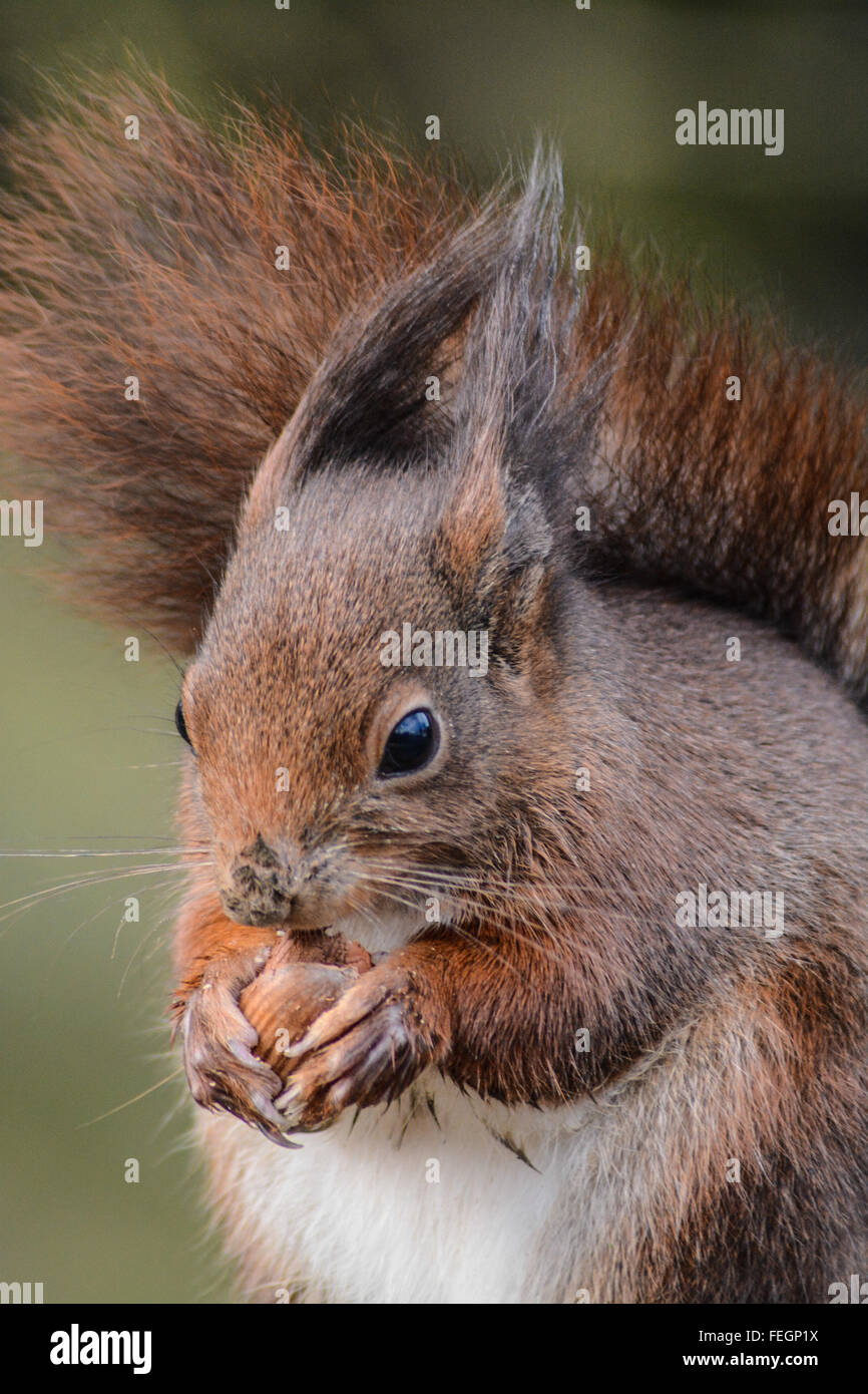 Red squirrel (Sciurus vulgaris) at British Wildlife Centre, Surrey, UK ...