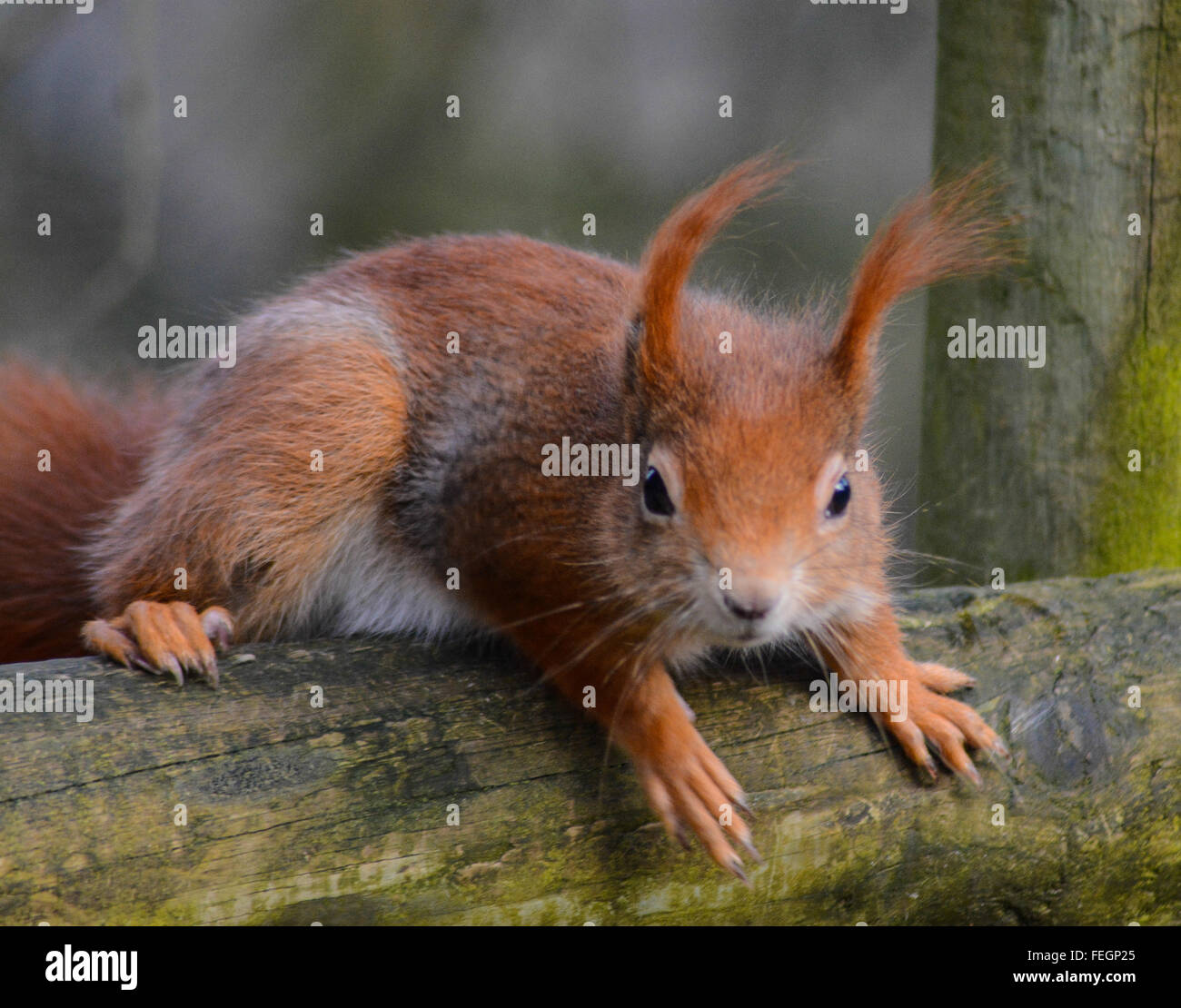 Red squirrel (Sciurus vulgaris) at British Wildlife Centre, Surrey ...