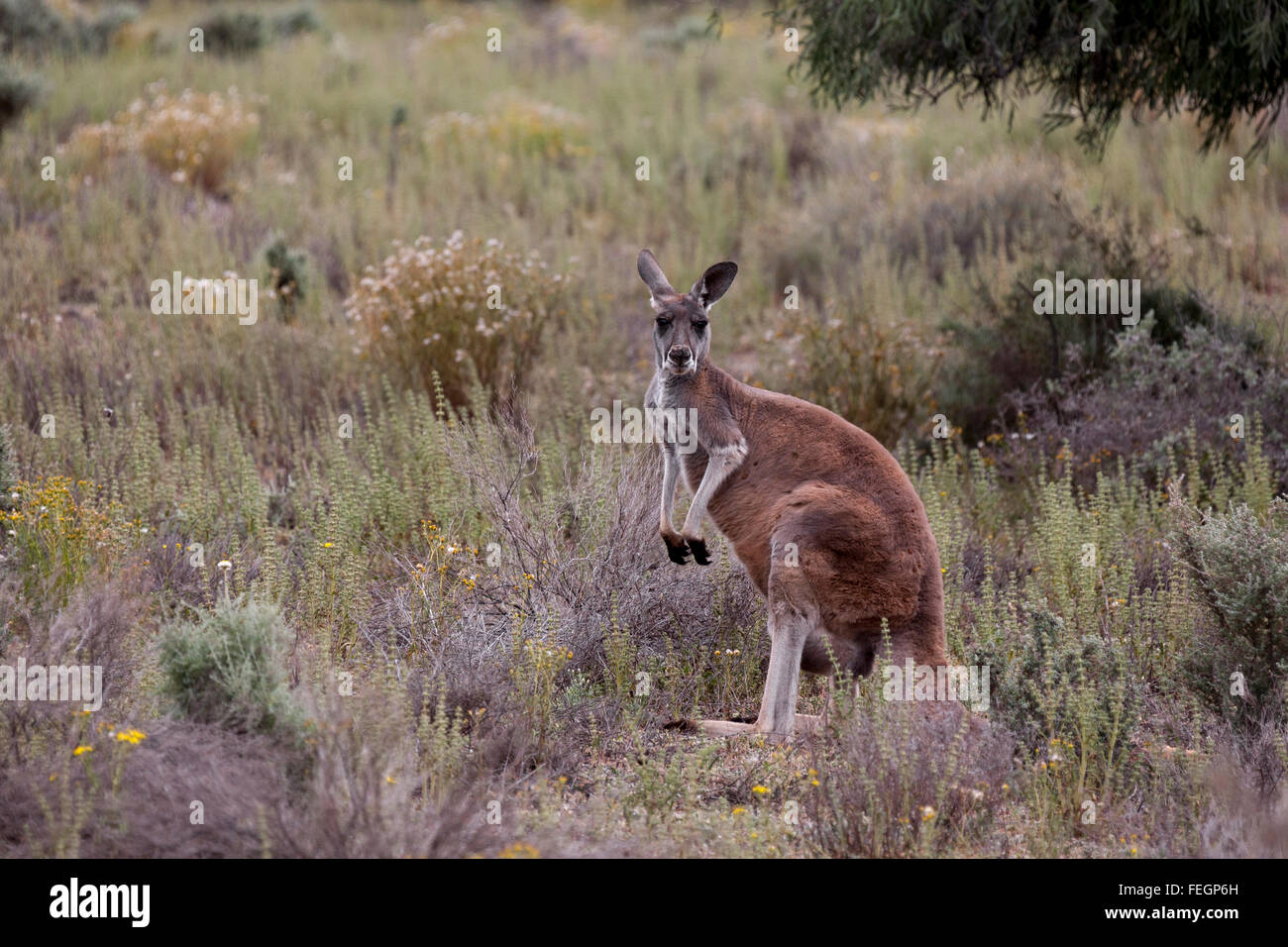 Single Red Kangaroo grazing on saltbush at Lake Mungo National Park New ...
