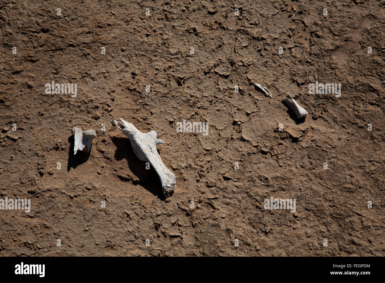 Mummified Bones lying on the surface of Lake Mungo Mungo National Park ...