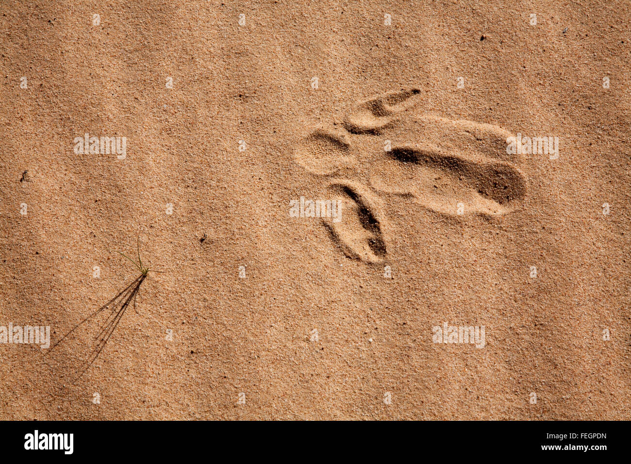 Emu footprint hi-res stock photography and images - Alamy
