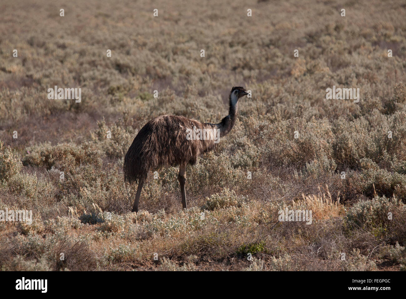 Emu walking through saltbush open range country near Lake Mungo outback ...