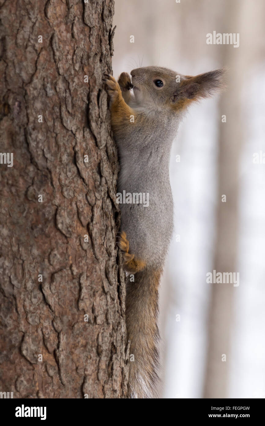 the photograph shows a squirrel on a tree Stock Photo - Alamy