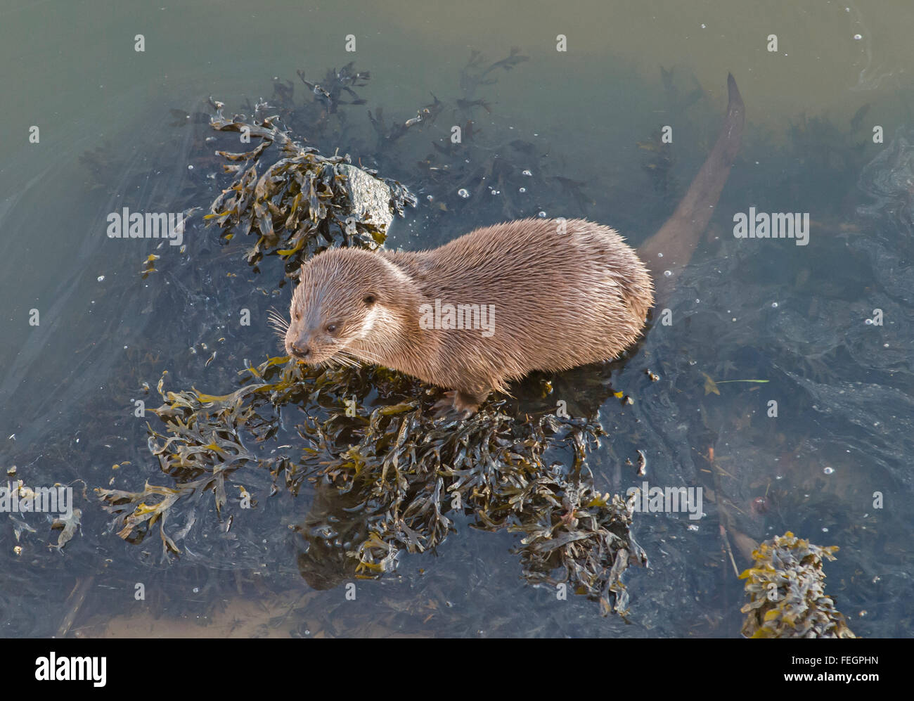 Otter looking around in the River Tweed, Northumberland, England Stock ...