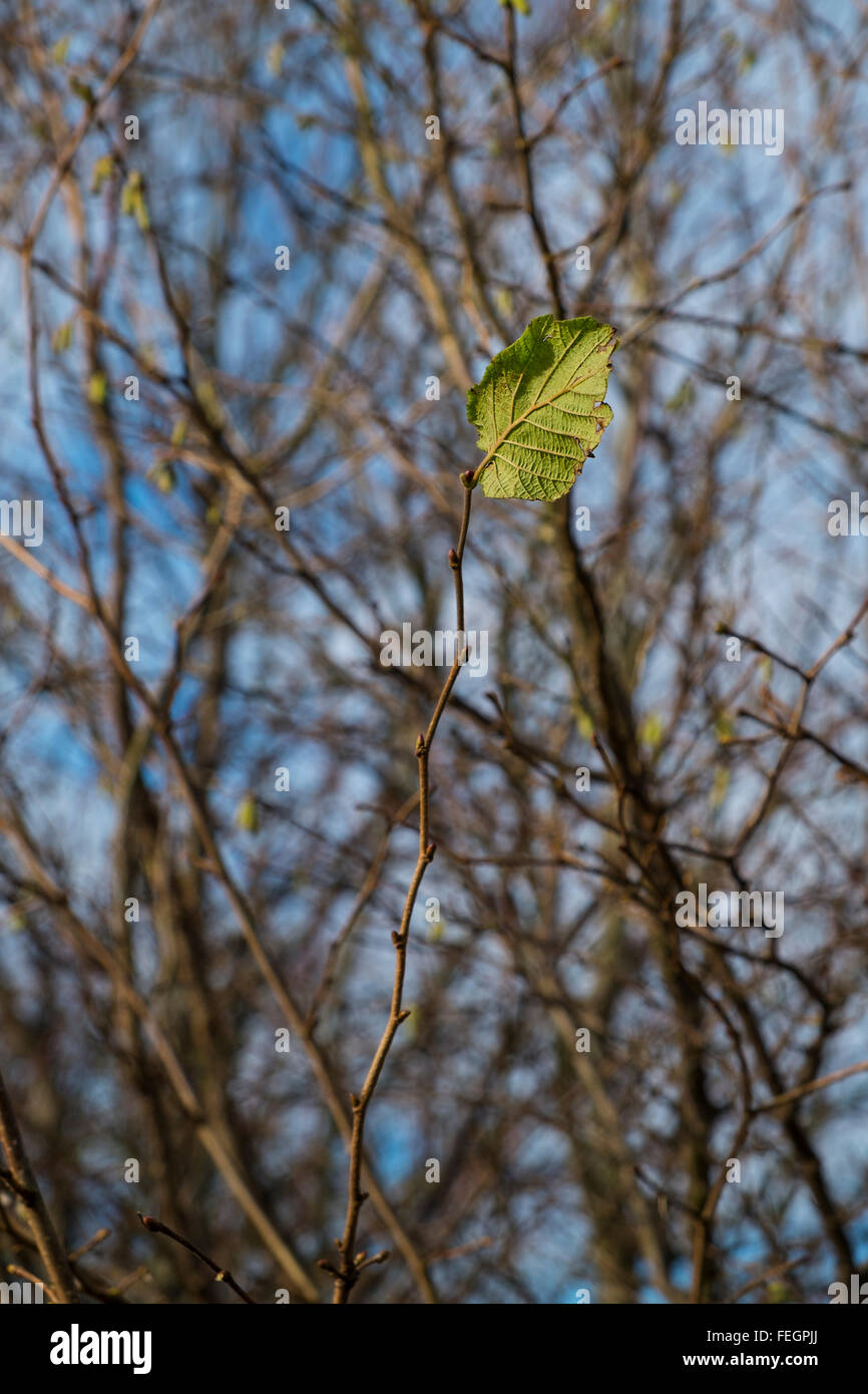 Single leaf on twig hi-res stock photography and images - Alamy