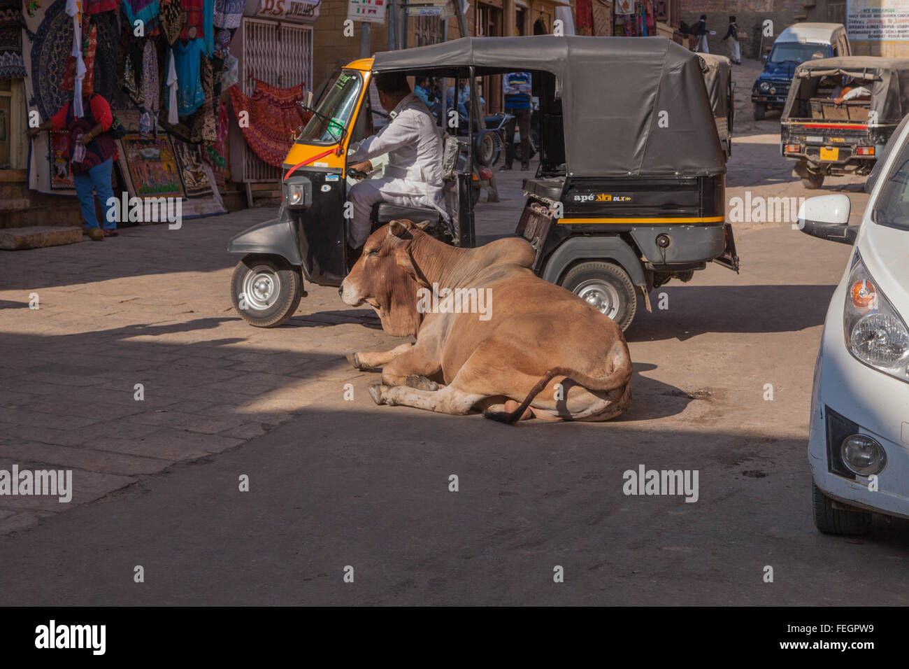 A Sacred Cow rests in the middle of a busy street in Kanpur, India ...