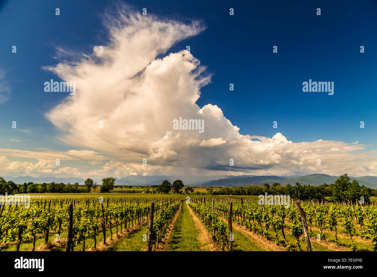 grapevine cultivation in the italian countryside in a stormy summer day ...