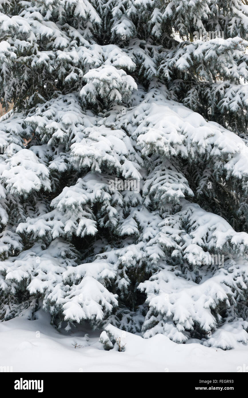 Bright winter landscape. Snowy fir trees in forest Stock Photo - Alamy