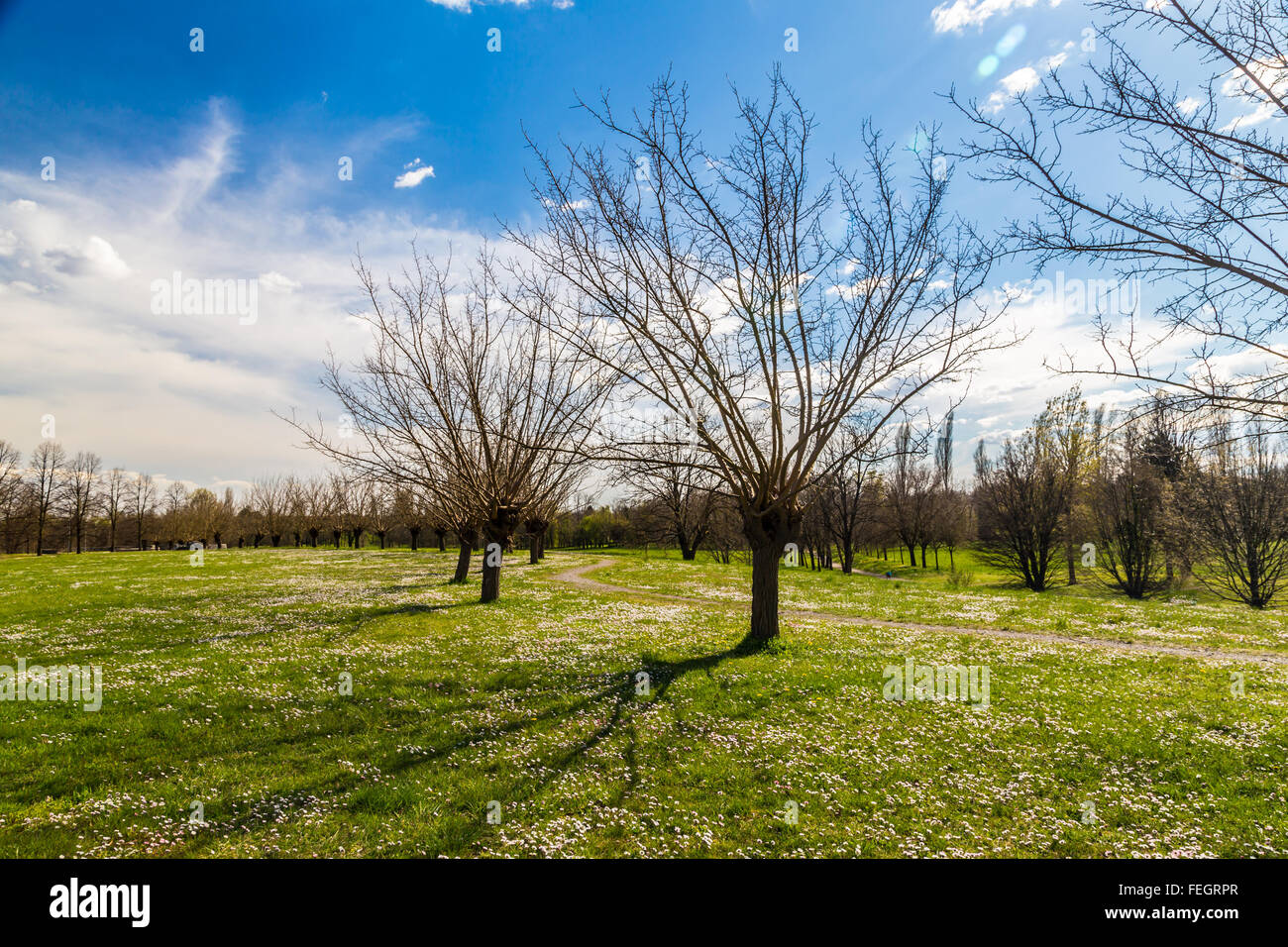 spring sunny morning in the meadows of Italy Stock Photo - Alamy