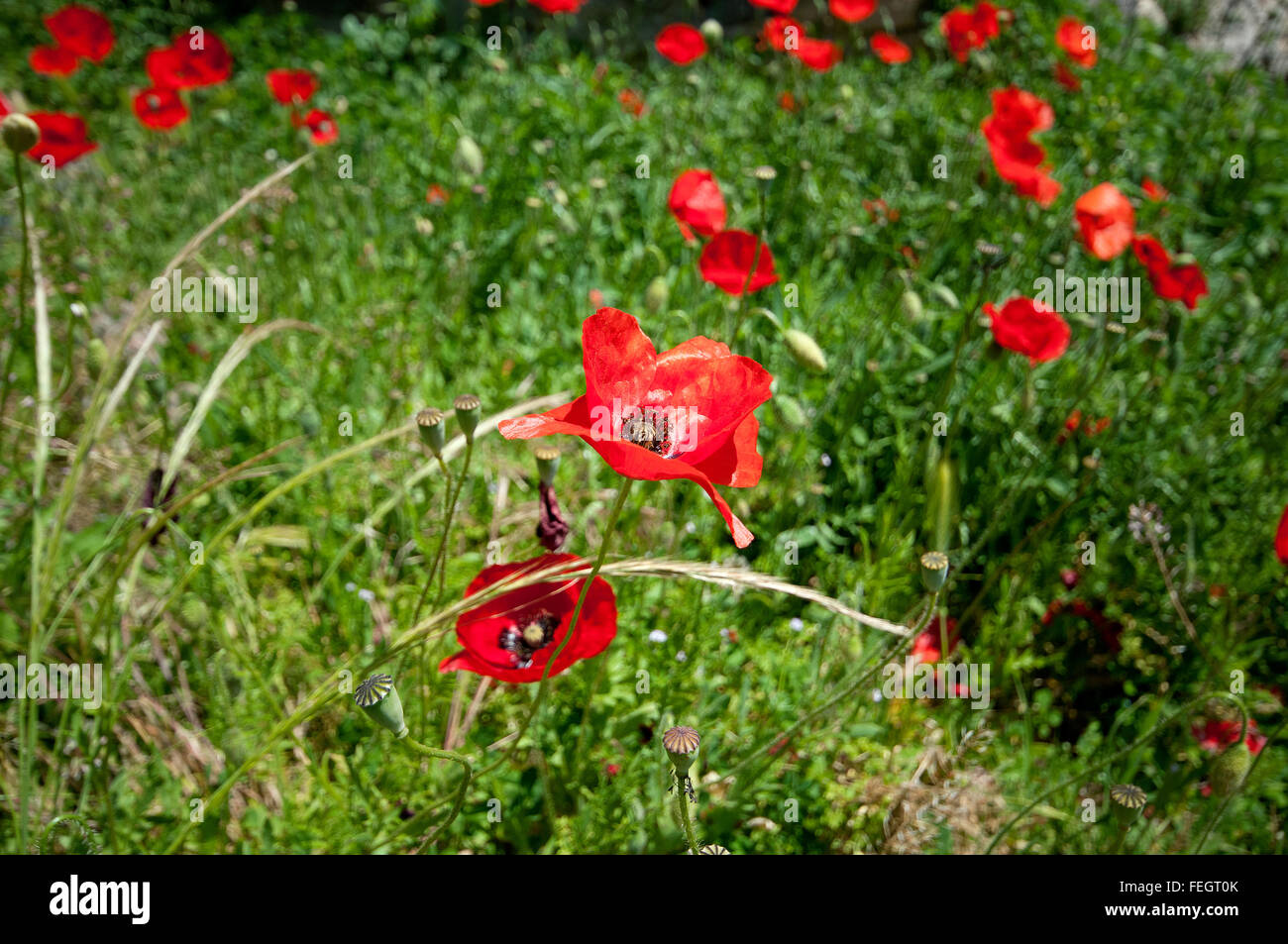 Red poppy (Papaver rhoeas Stock Photo - Alamy