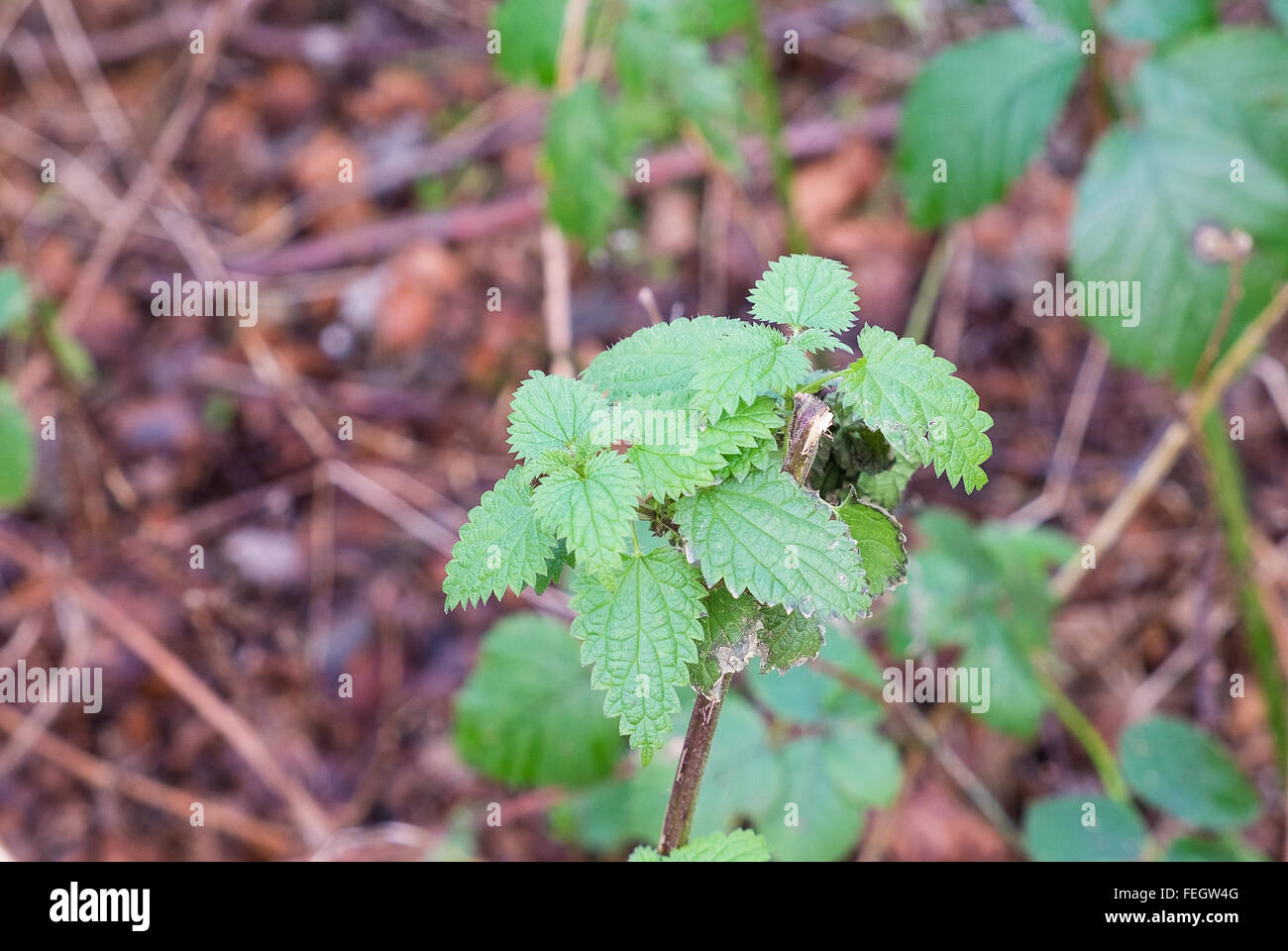 close up of nettle plant growing wild in woodland Stock Photo - Alamy