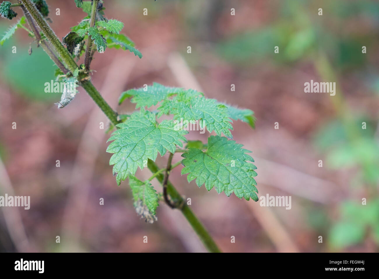 close up of nettle plant growing wild in woodland Stock Photo - Alamy