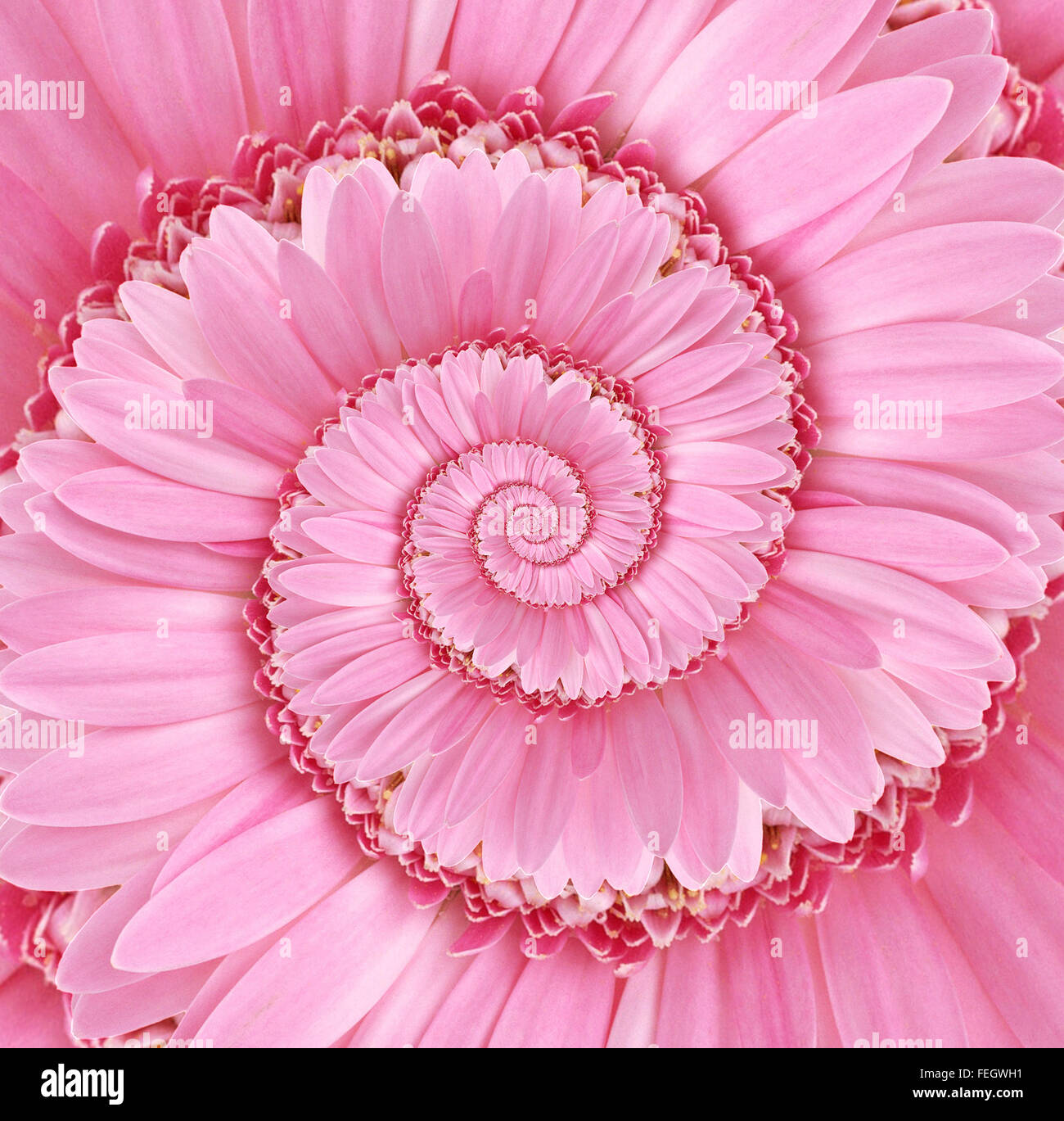 Digital Art Gerbera Flower Spiral Background Texture Stock Photo - Alamy