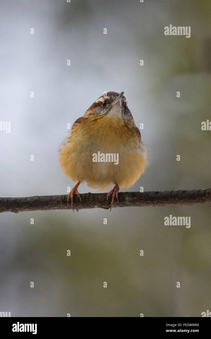 Puffed up bird hi-res stock photography and images - Alamy