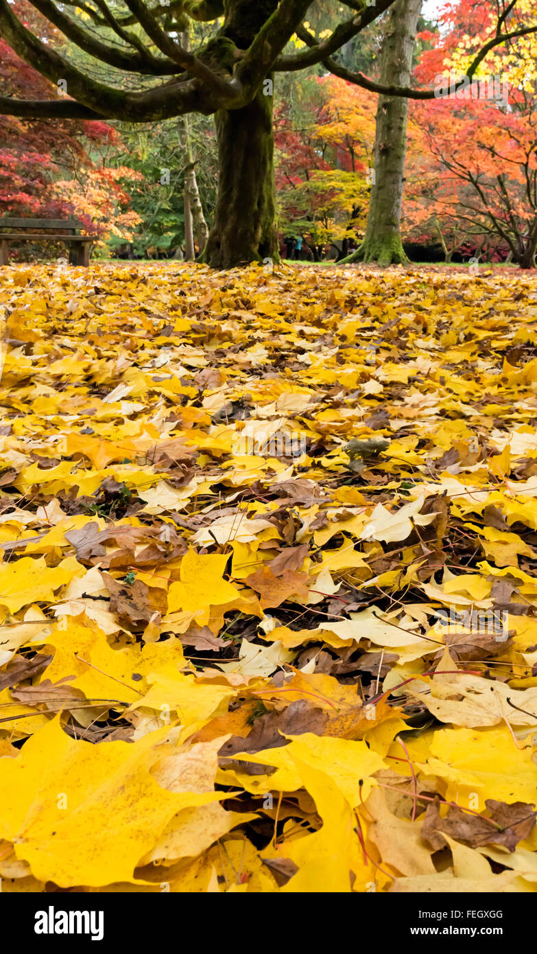 Yellow autumn maple leaves, Westonbirt Arboretum Stock Photo - Alamy