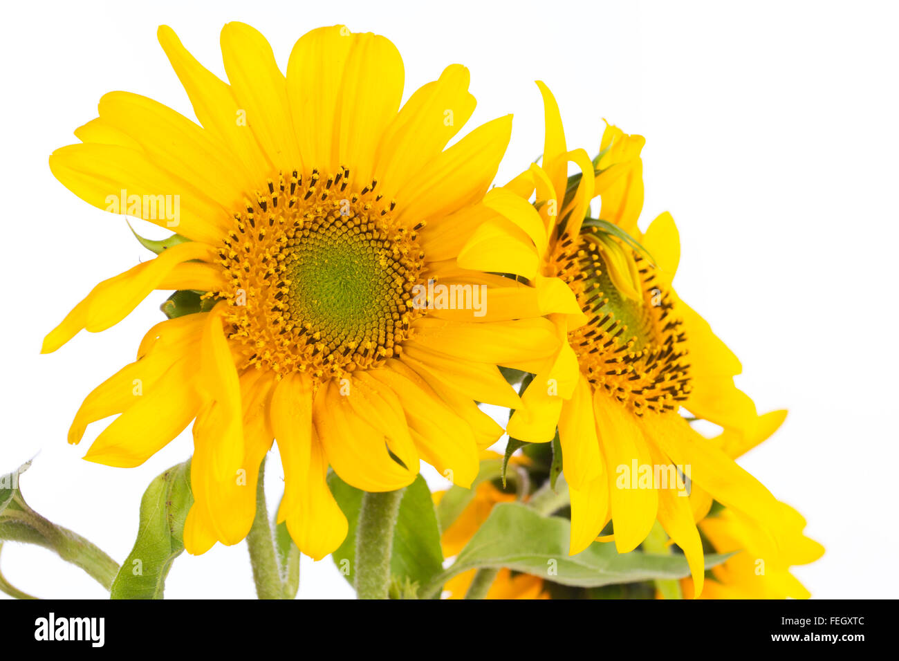 Two sunflowers on white background Stock Photo - Alamy