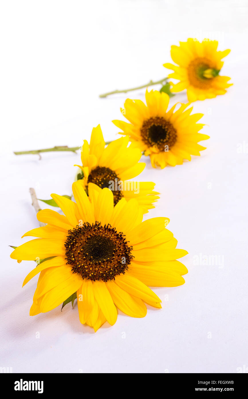 Four Sunflowers placed in line on white background Stock Photo - Alamy
