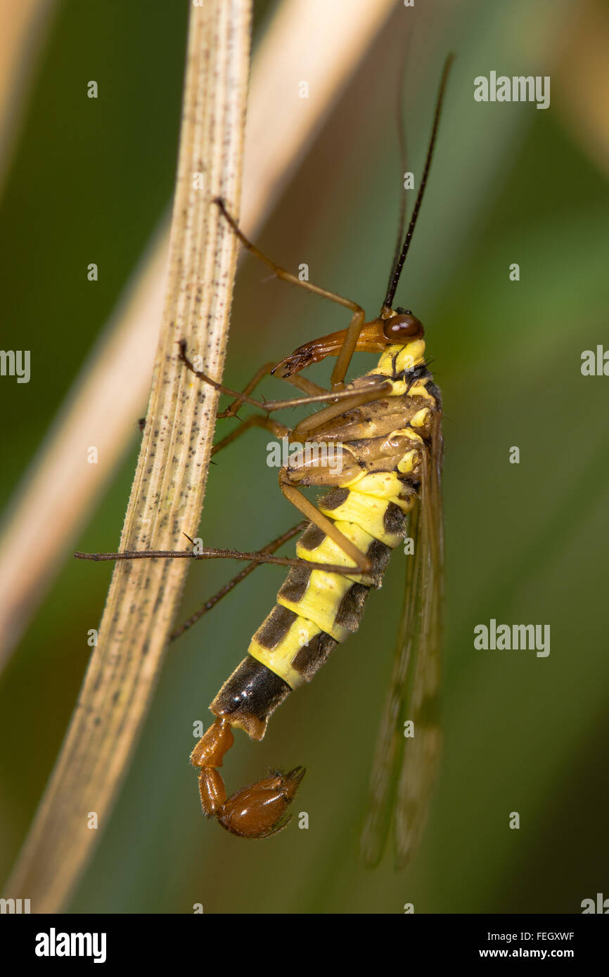Impressive Mandibles High Resolution Stock Photography and Images - Alamy