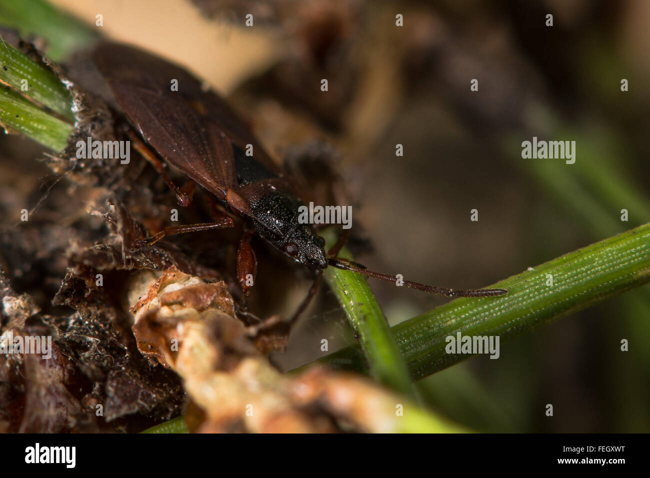 Pine Cone Bug High Resolution Stock Photography and Images - Alamy