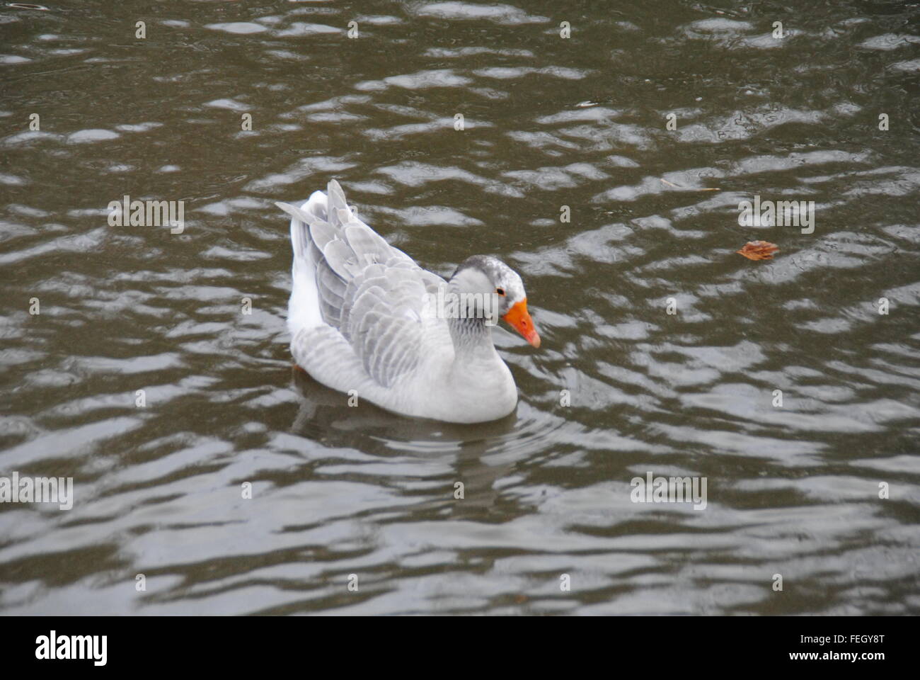 lonely goose swimming in the water Stock Photo - Alamy