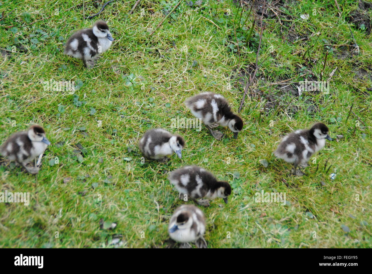 newborn baby geese Stock Photo - Alamy