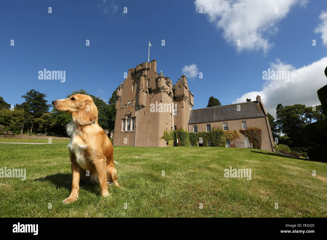 Cocker spaniel dog sitting beside Crathes castle in Royal Deeside ...