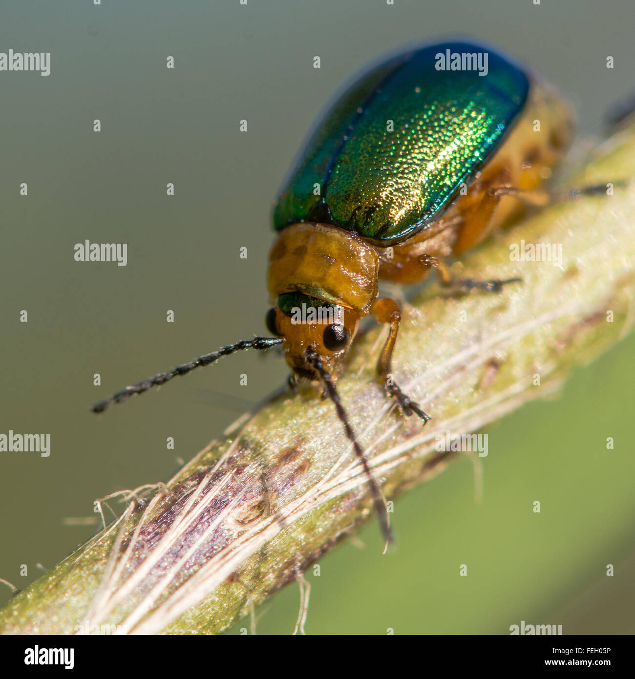 Sermylassa halensis beetle. A female beetle in the family Chrysomelidae ...