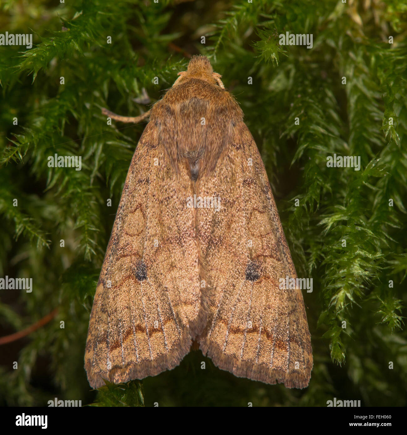 The brick (Agrochola circellaris) moth. A camouflaged moth in the ...
