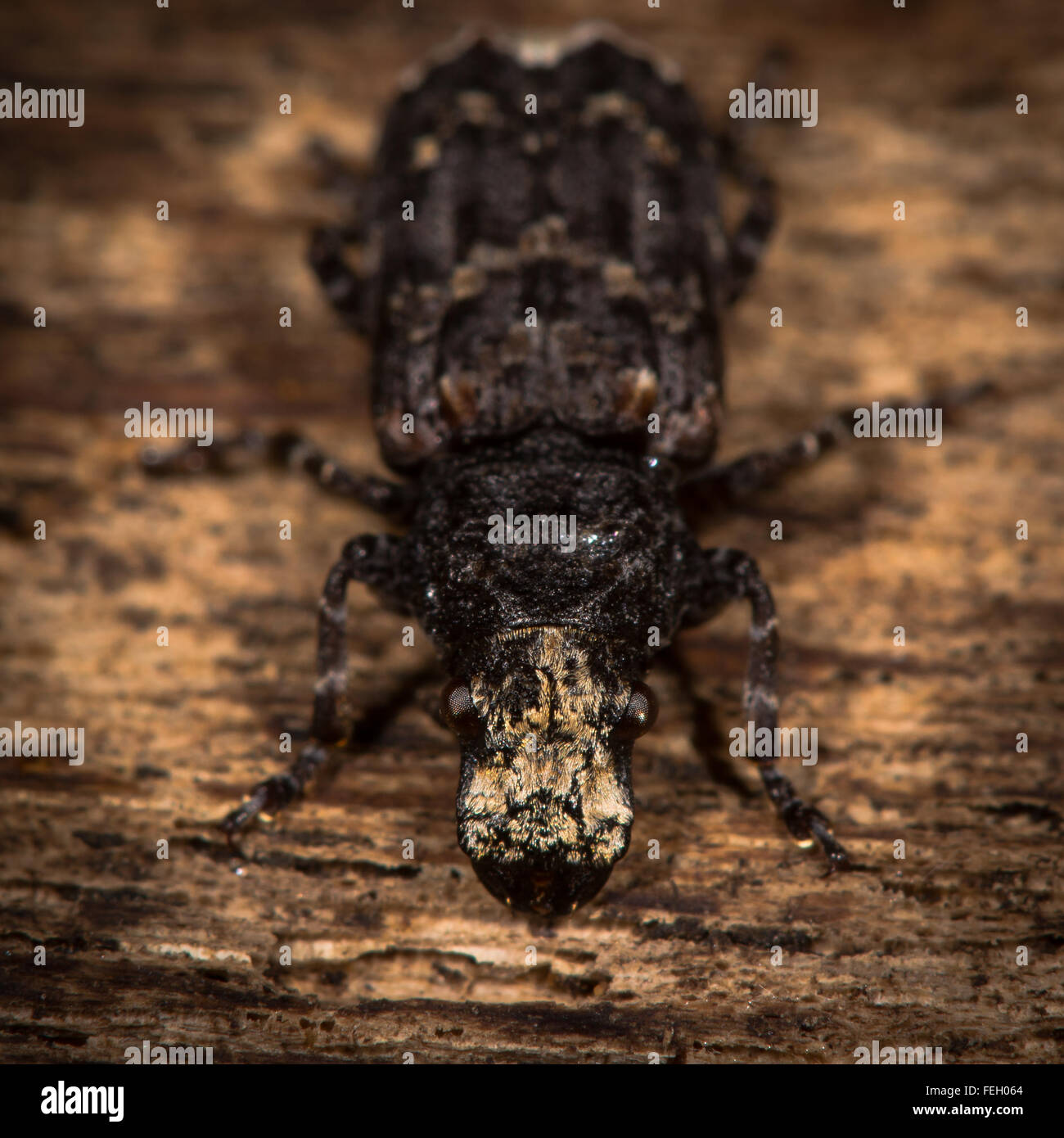 Scarce fungus weevil (Platyrhinus resinosus). A most unusual beetle in ...