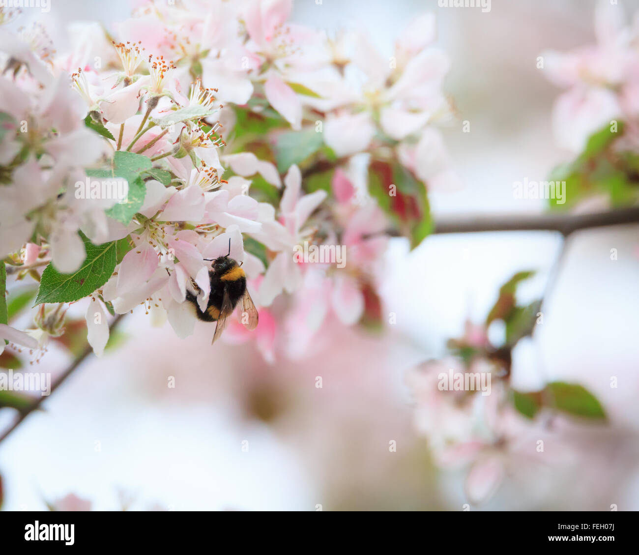 Bumblebee on apple blossom hi-res stock photography and images - Alamy