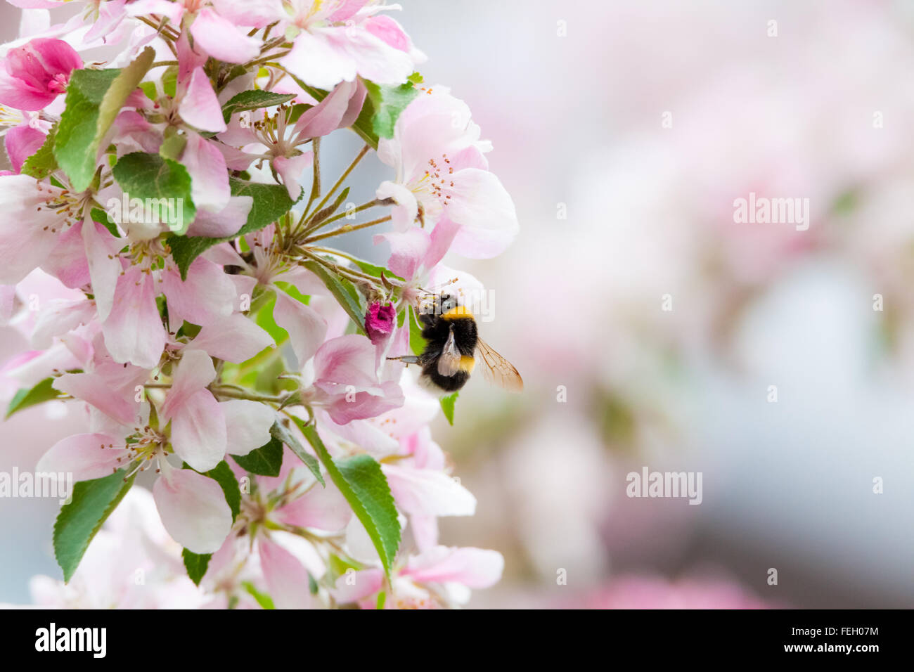 Bumblebee on apple tree flower Stock Photo - Alamy