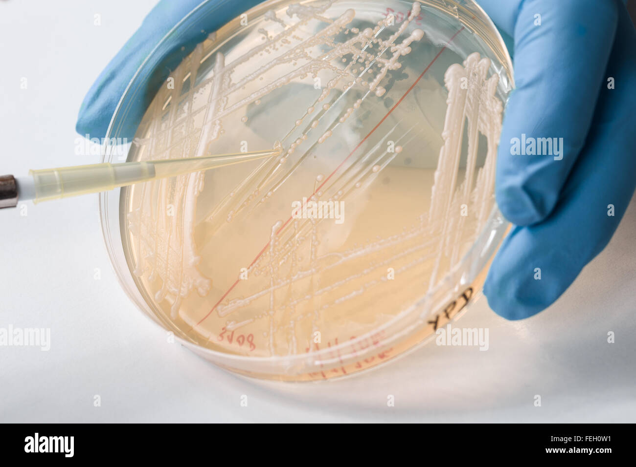 Yeast experiment hi-res stock photography and images - Alamy