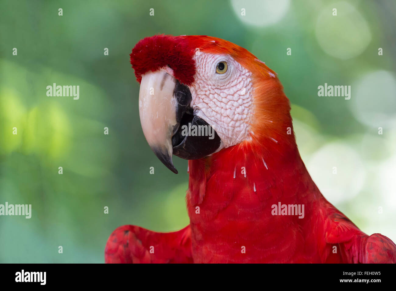 Macaw amazon rainforest brazil hi-res stock photography and images - Alamy