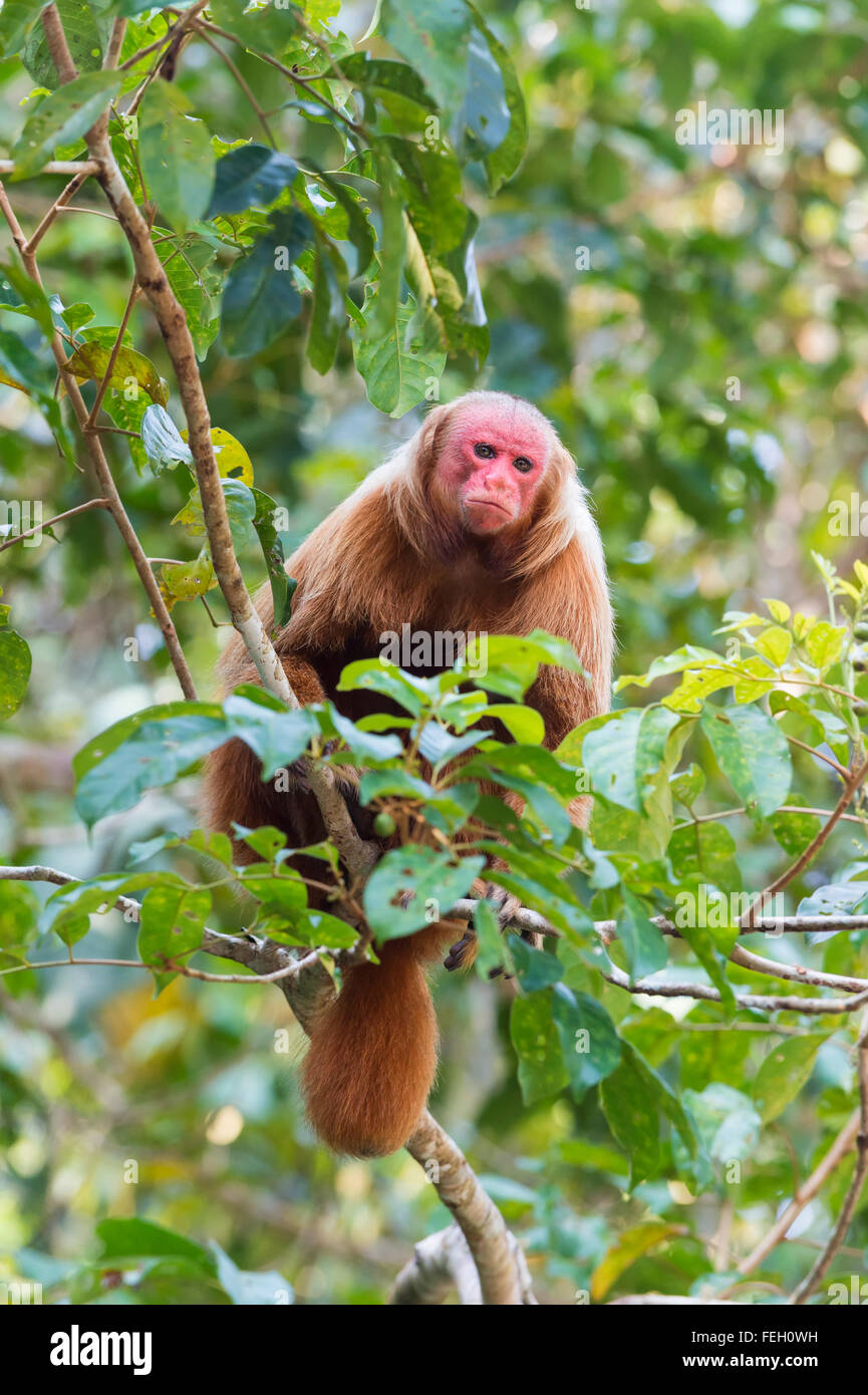 Red bald-headed Uakari monkey also known as British Monkey (Cacajao ...