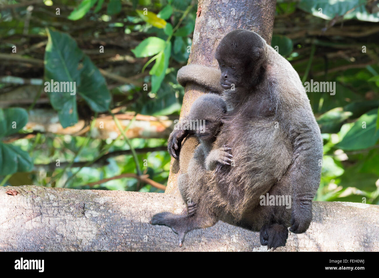 Female brown woolly monkey or common woolly monkey or Humboldt's woolly ...