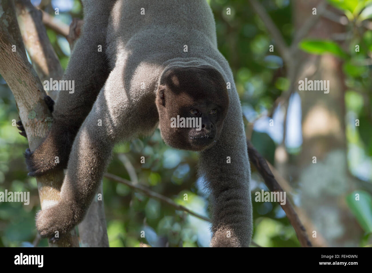 Woolly monkeys brazil hi-res stock photography and images - Alamy
