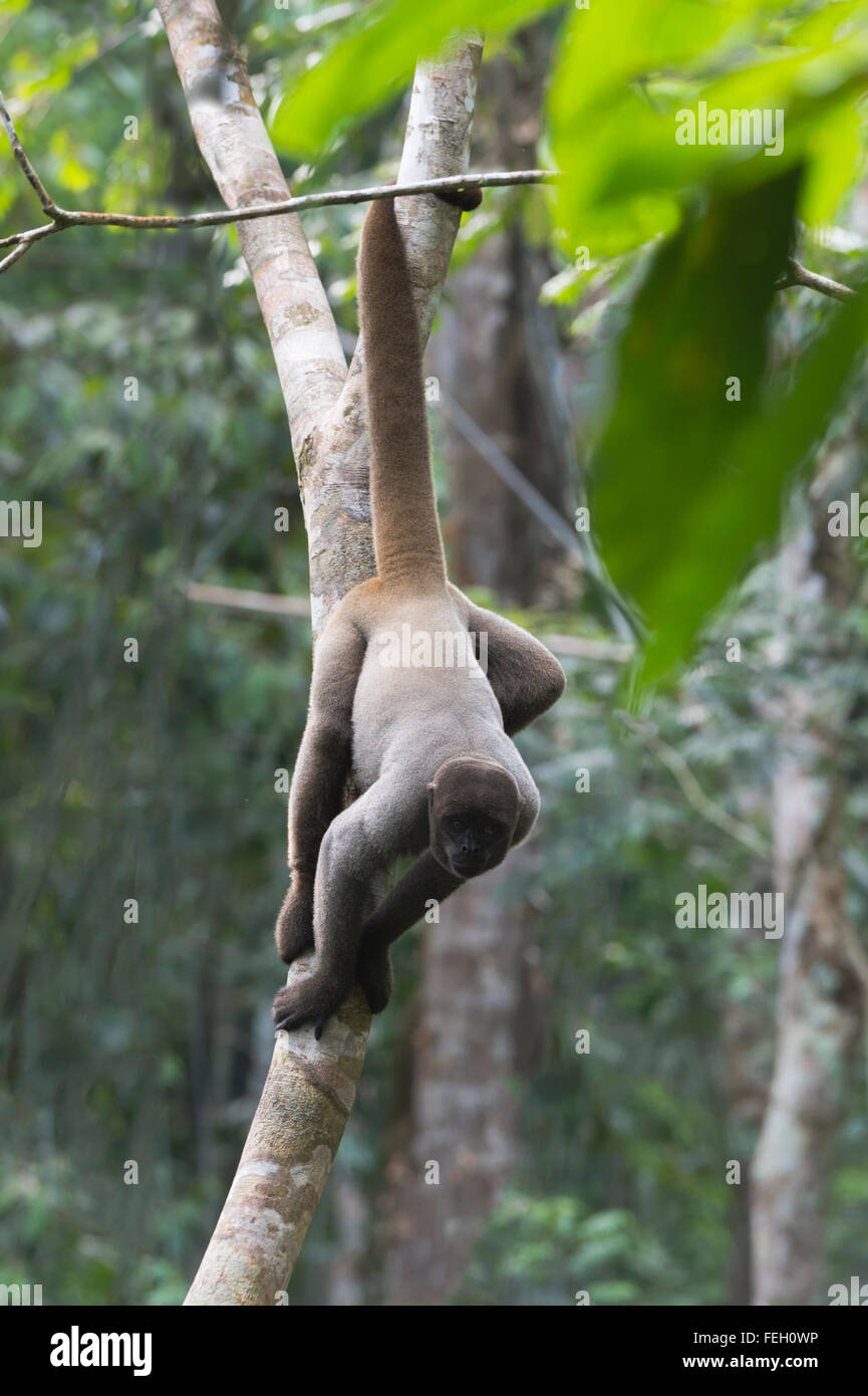 Brown woolly monkey also known as common woolly monkey or Humboldt's ...
