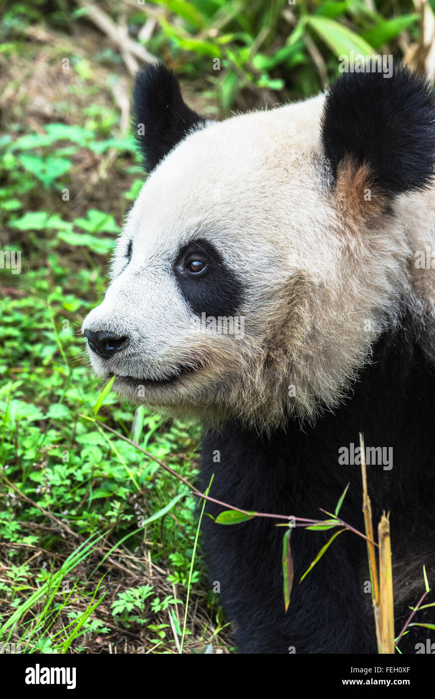 Giant Panda (Ailuropoda melanoleuca), China Conservation and Research ...