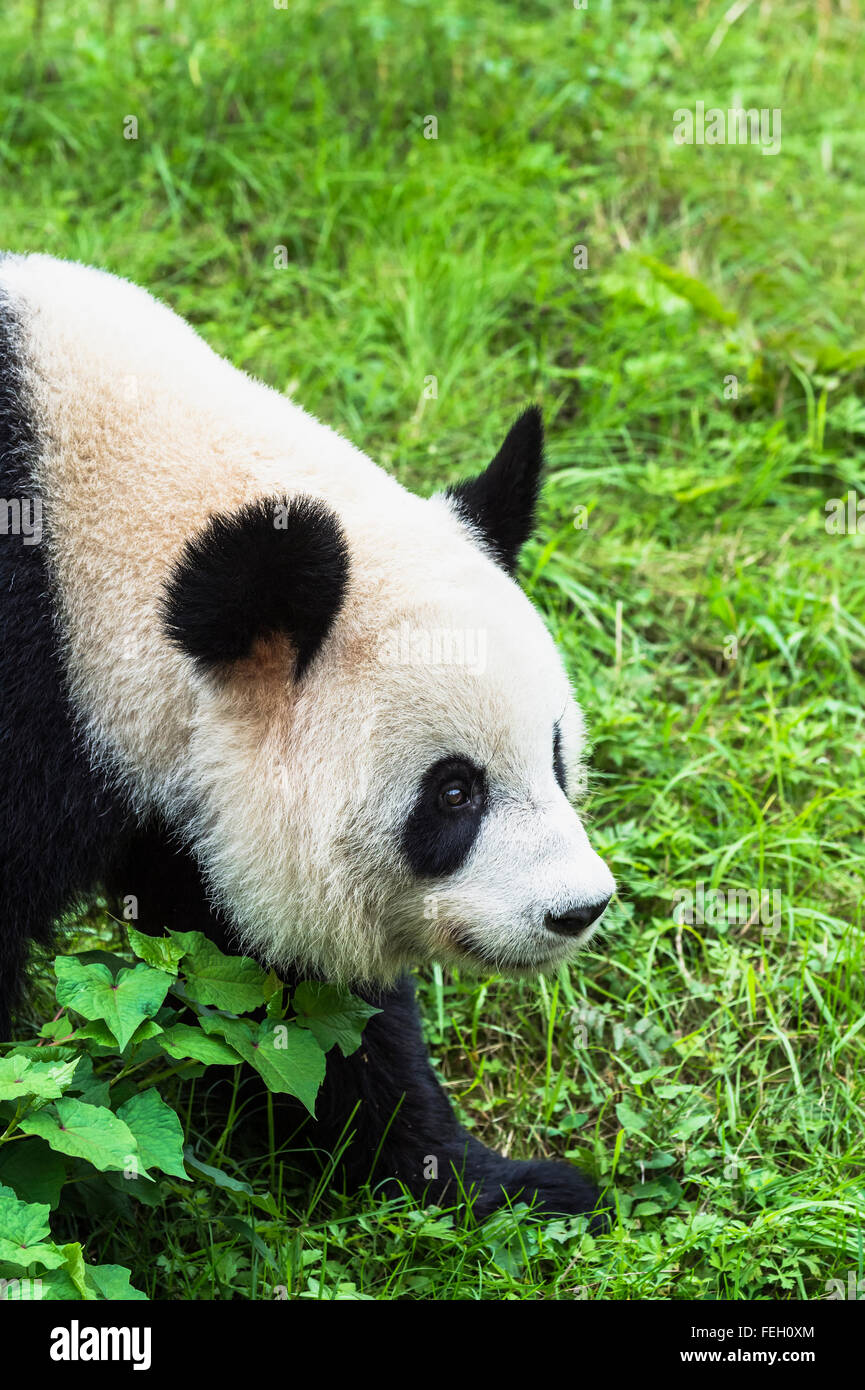 Giant Panda (Ailuropoda melanoleuca), China Conservation and Research ...